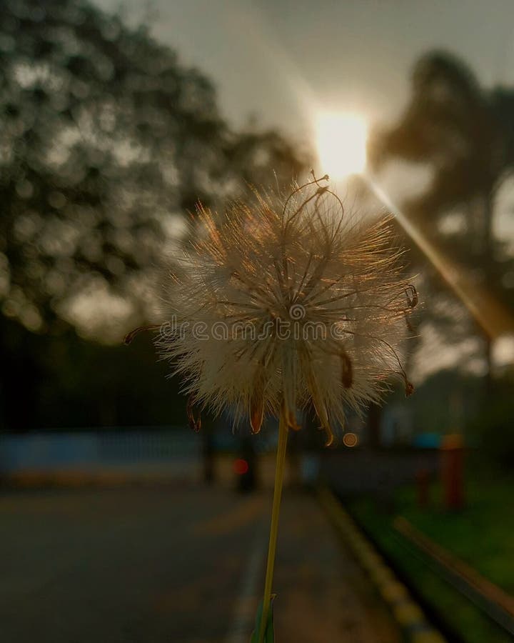 Dendalion Afternoon View Sunset Flower Stock Image - Image of flower ...