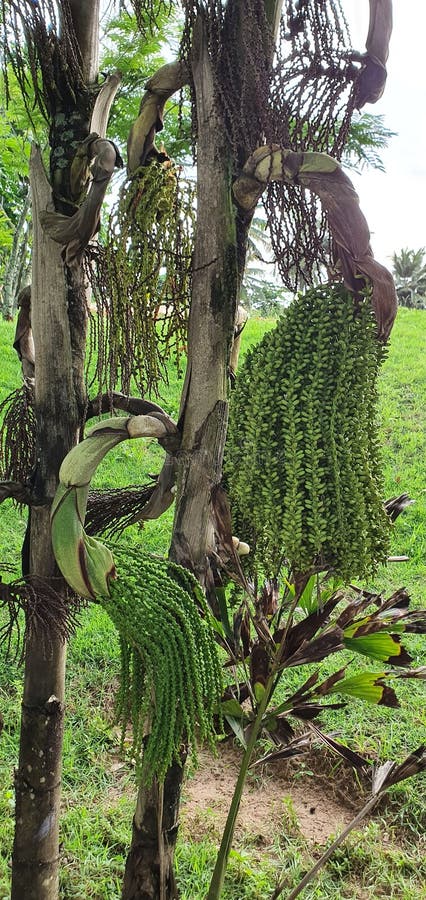 Dende berry fruit stock image. Image of vegetation, deciduous - 238483797