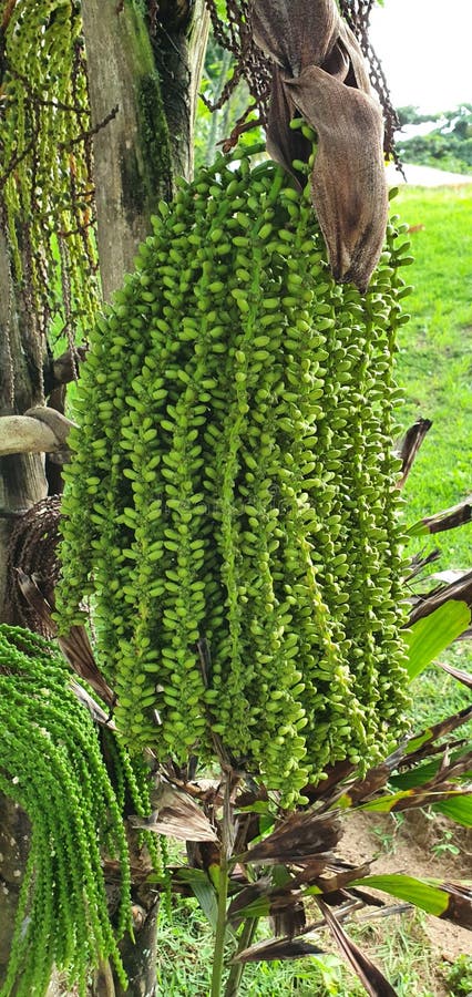 Dende berry fruit stock image. Image of forest, evergreen - 238483815