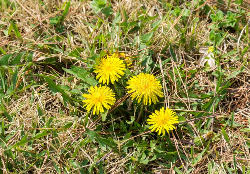 Dendelion flower stock image. Image of dendelions, bright - 92541547