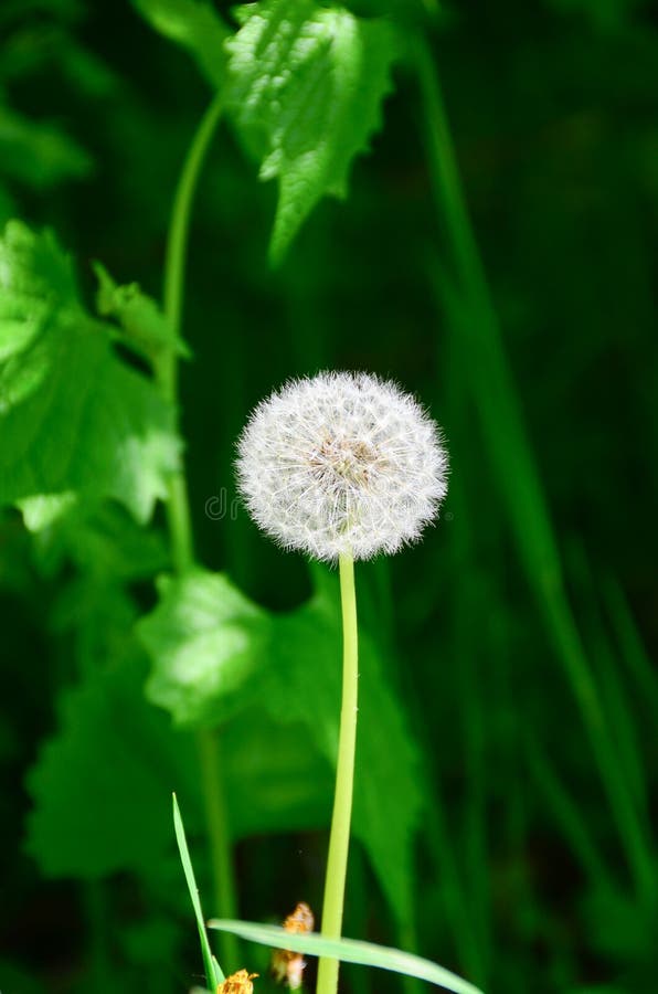 Dendilion Flower Stock Photos - Free & Royalty-Free Stock Photos from ...