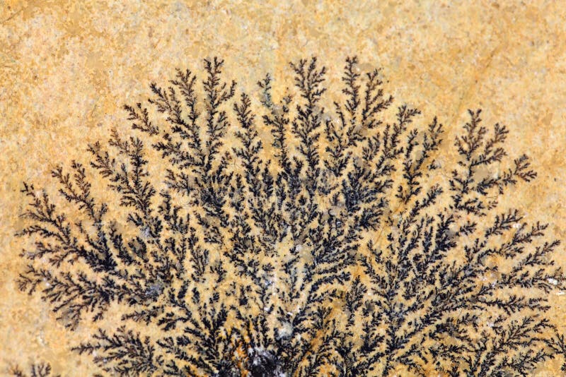 Minerales Dendríticos De Los óxidos Del Hierro Y Del Manganeso Imagen ...