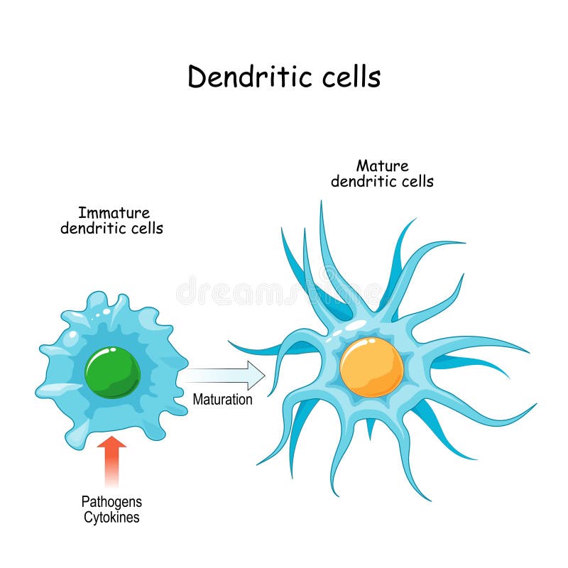 Dendritic Cell, Antigen-presenting Immune Cell Stock Illustration ... Dendritic Cell, Antigen-presenting Immune Cell Stock Illustration ...