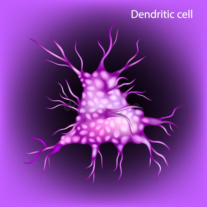 Dendritic Cell or DC is an Antigen-presenting Cell. Immune System Stock ...