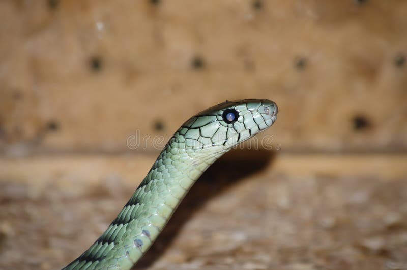 Dendroaspis angusticeps stock image. Image of ruaha, snake - 41979901