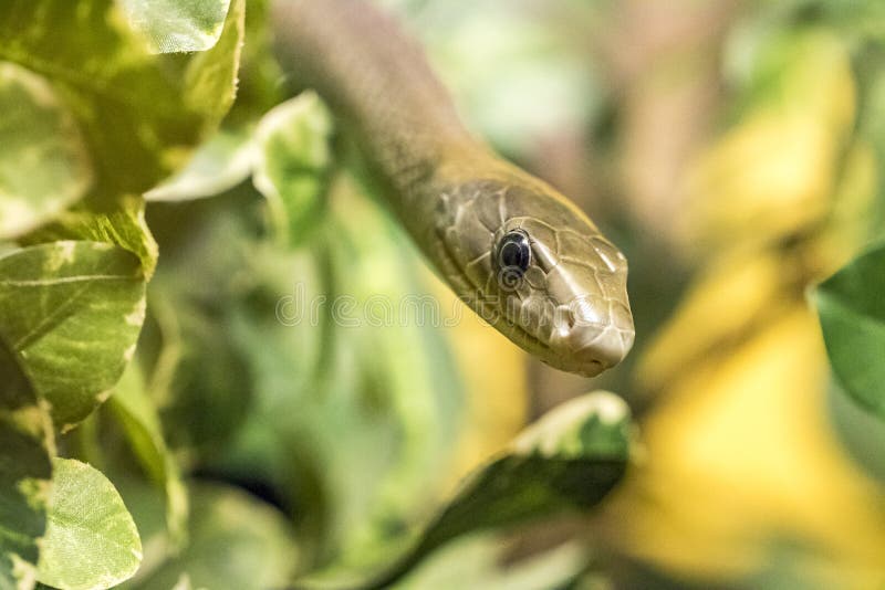 Black Mamba stock photo. Image of mamba, tree, scales - 114567794