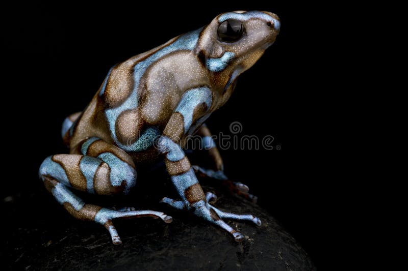 Bronze and Blue Poison Dart Frog (Dendrobates Auratus) "Highland Bronze ...