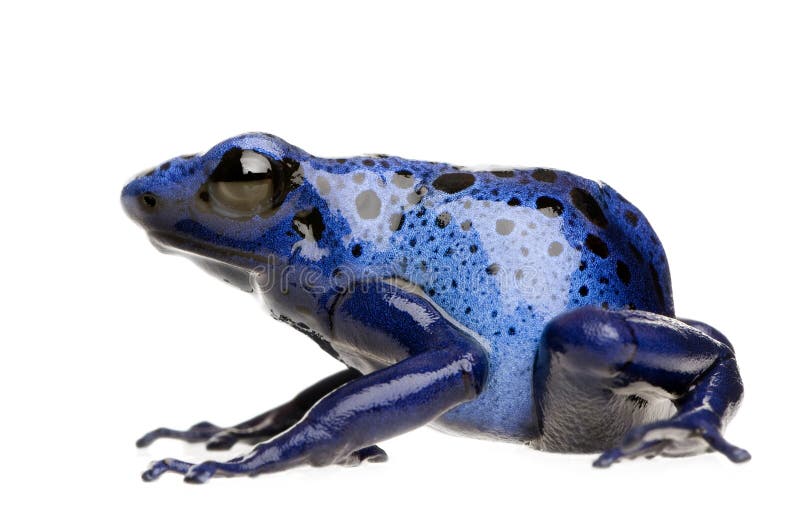 Dendrobates azureus stock photo. Image of isolated, blue - 5541232
