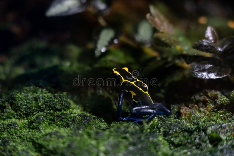 Dendrobates Tinctorius, Dyeing Poison-arrow Frog Stock Image - Image of ...