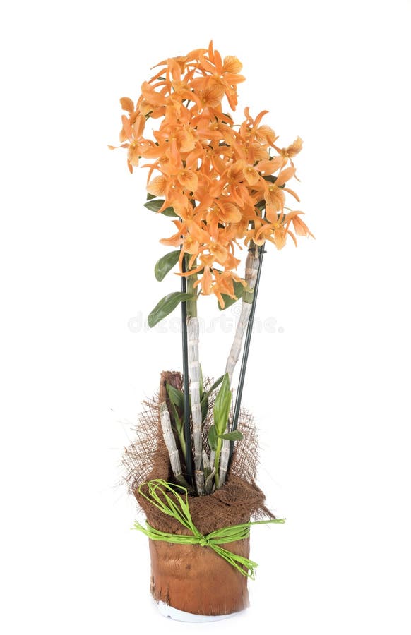 Dendrobium Anaranjado En Estudio Foto de archivo - Imagen de estudio ...