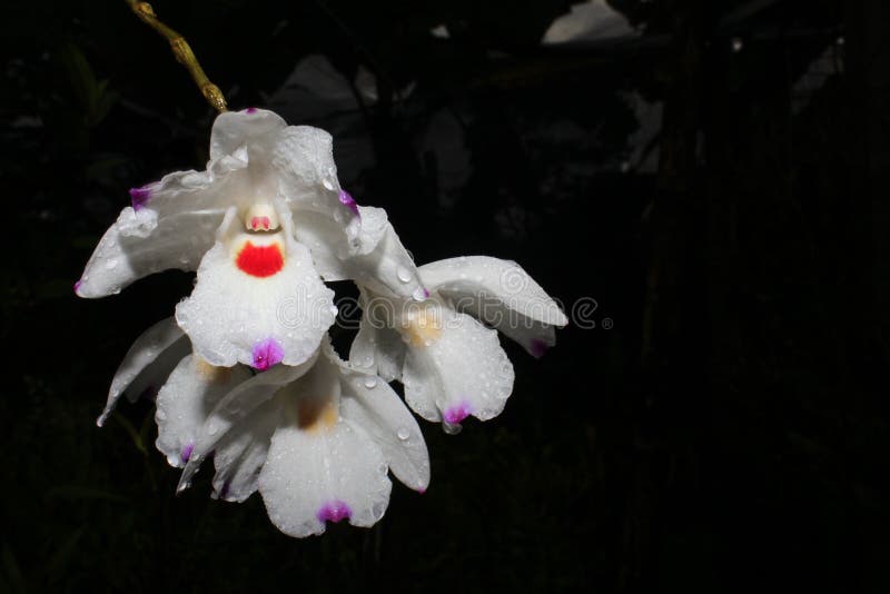 Dendrobium annae stock image. Image of orchidspecies - 75805365