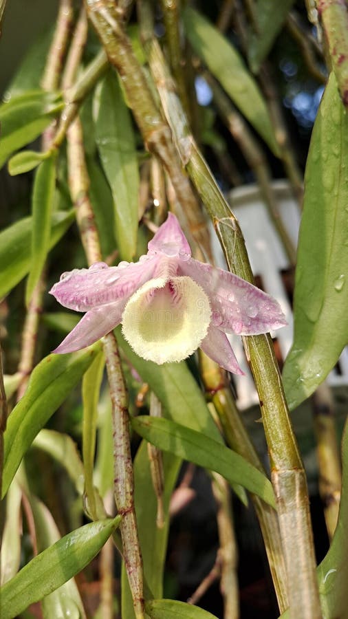 Dendrobium Aphyllum Orchid Bogor Indonesia Stock Image - Image of ...