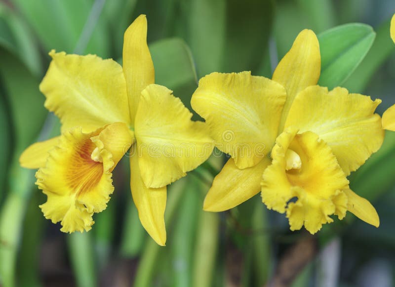 Dendrobium Aphyllum Orchids Flowers Bloom in Spring Stock Image - Image ...