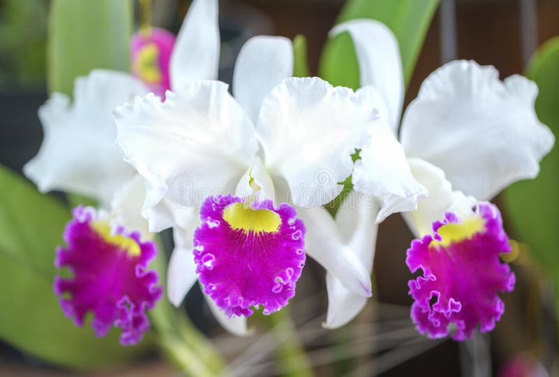 Dendrobium Aphyllum Orchids Flowers Bloom in Spring Stock Image - Image ...