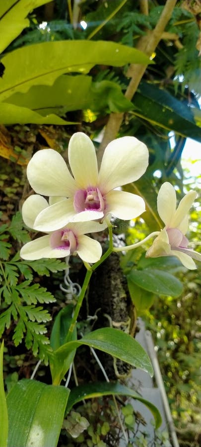 Dendrobium Burana Jade Junior Orchid Flower Stock Photo - Image of ...