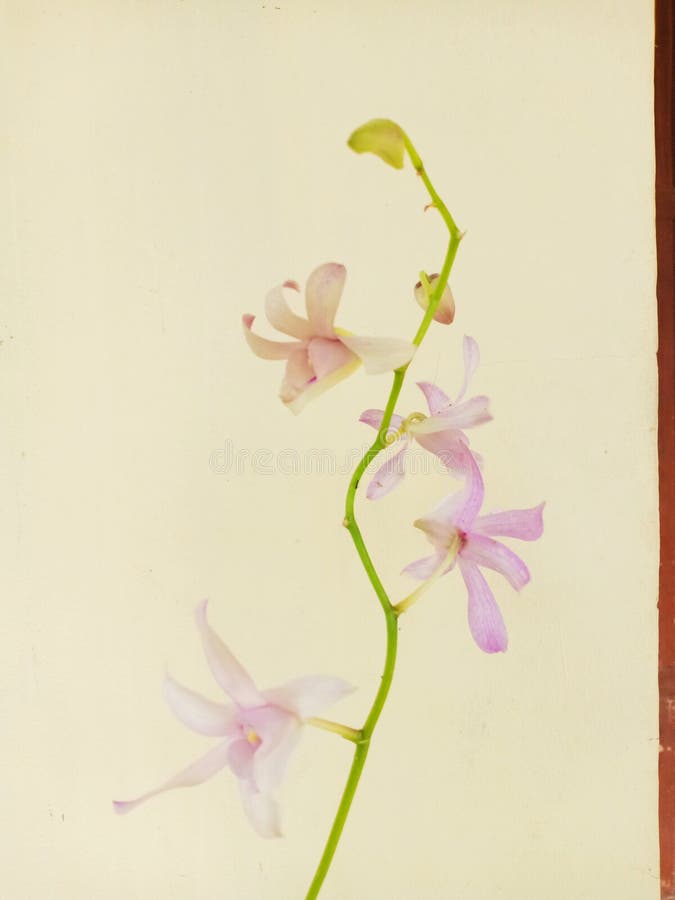 Dendrobium chanel orchid stock image. Image of blossom - 268892709