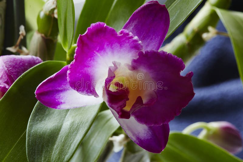 Dendrobium stock photo. Image of plant, bloom, green - 107734218