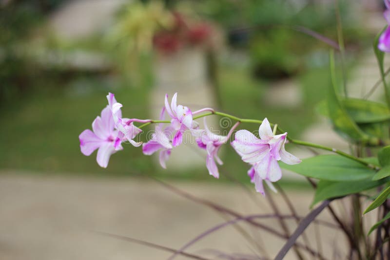 Dendrobium flower stock photo. Image of violet, fresh - 87834598