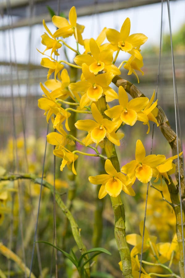 Dendrobium gele orchidee stock afbeelding. Image of tropisch - 36867247