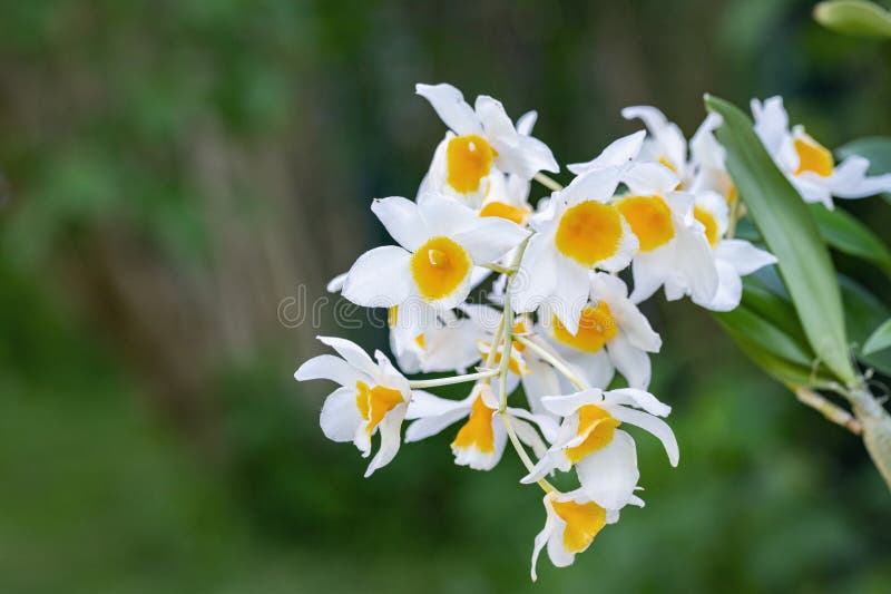Dendrobium Griffithianum X Farmeri. Stock Photo - Image of flower ...