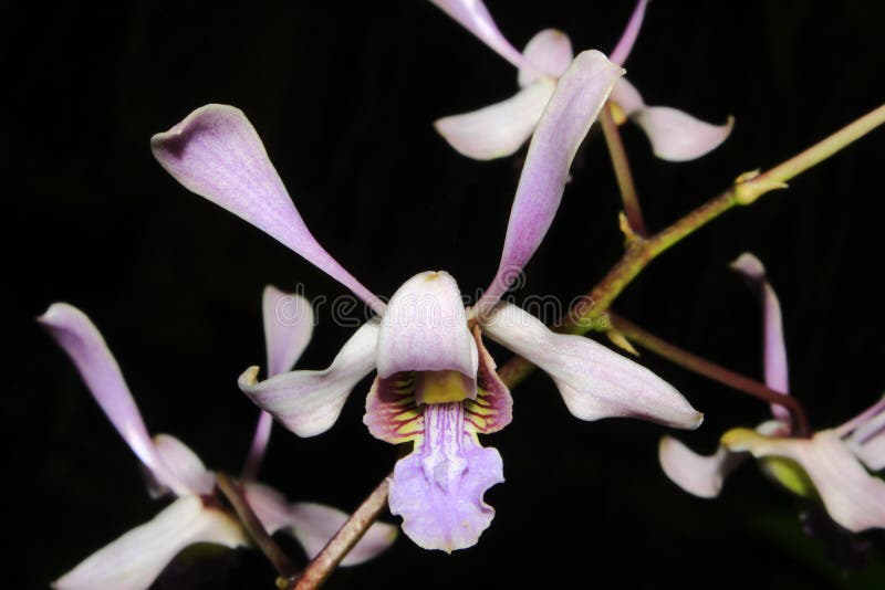 Dendrobium lineale blue stock photo. Image of blue, lineale - 75805422