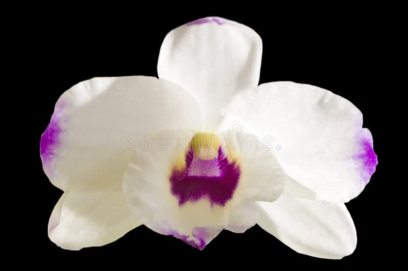 Purple Striped Dendrobium Orchid Stock Photo - Image of dendrobium ...