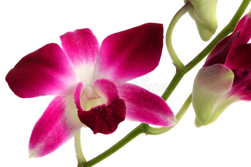 India 01 stock photo. Image of edifice, travel, color, temple - 882466