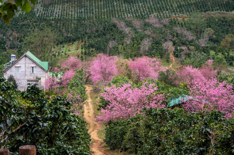 Dendrobium,Dendrobium Orchid,Dancing-Doll Orchid Flowers Stock Photo ...