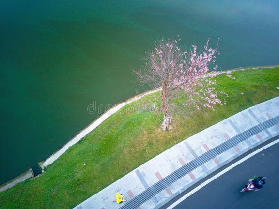 Dendrobium,Dendrobium Orchid,Dancing-Doll Orchid Flowers Stock Image ...