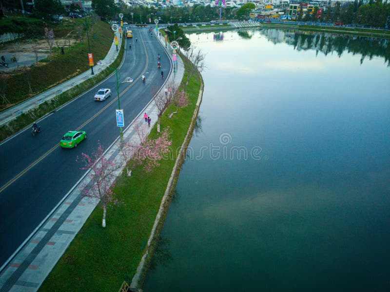 Dendrobium,Dendrobium Orchid,Dancing-Doll Orchid Flowers Stock Photo ...