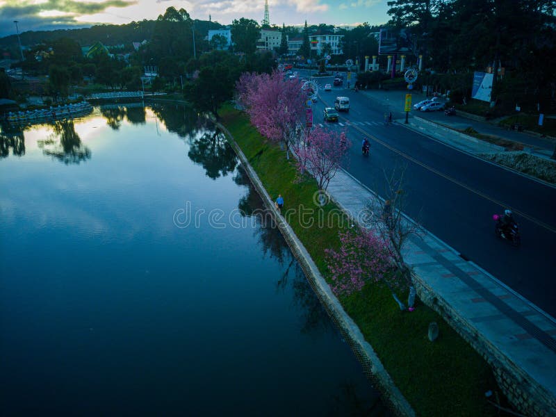 Dendrobium,Dendrobium Orchid,Dancing-Doll Orchid Flowers Stock Photo ...
