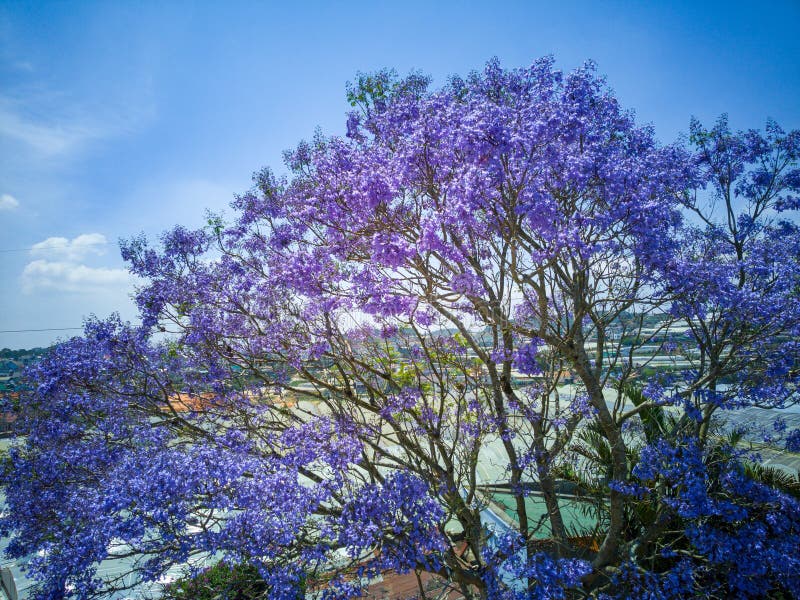 Dendrobium,Dendrobium Orchid,Dancing-Doll Orchid Flowers Stock Photo ...