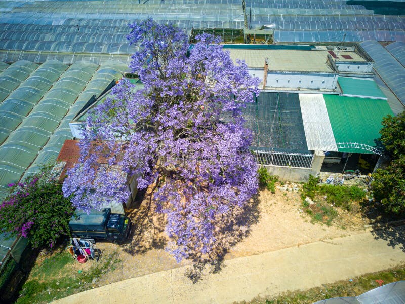 Dendrobium,Dendrobium Orchid,Dancing-Doll Orchid Flowers Stock Photo ...