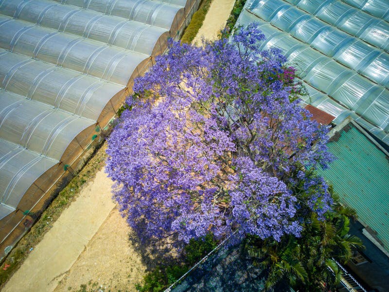 Dendrobium,Dendrobium Orchid,Dancing-Doll Orchid Flowers Stock Image ...