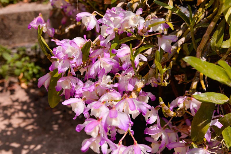Dendrobium,Dendrobium Orchid,Dancing-Doll Orchid Flowers Stock Image ...