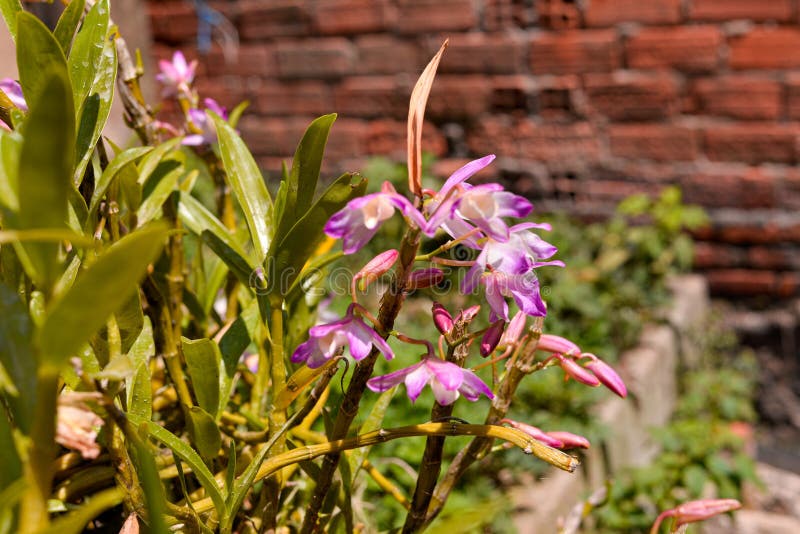 Dendrobium,Dendrobium Orchid,Dancing-Doll Orchid Flowers Stock Photo ...