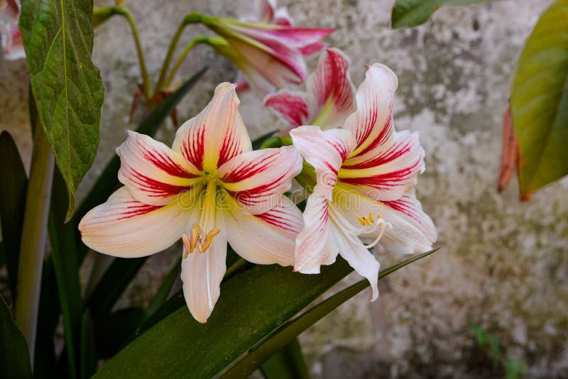 Dendrobium,Dendrobium Orchid,Dancing-Doll Orchid Flowers Stock Image ...