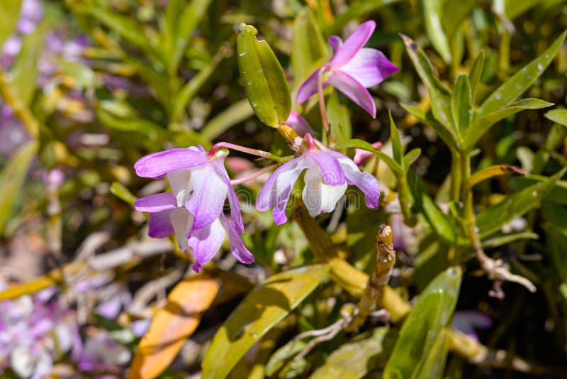 Dendrobium,Dendrobium Orchid,Dancing-Doll Orchid Flowers Stock Photo ...