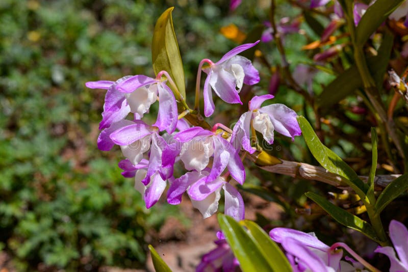 Dendrobium,Dendrobium Orchid,Dancing-Doll Orchid Flowers Stock Image ...