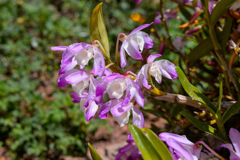 Dendrobium,Dendrobium Orchid,Dancing-Doll Orchid Flowers Stock Photo ...