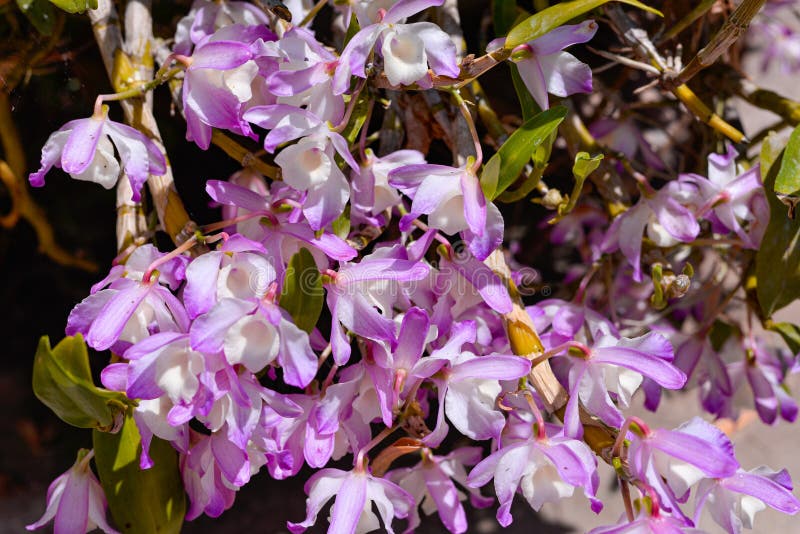 Dendrobium,Dendrobium Orchid,Dancing-Doll Orchid Flowers Stock Photo ...