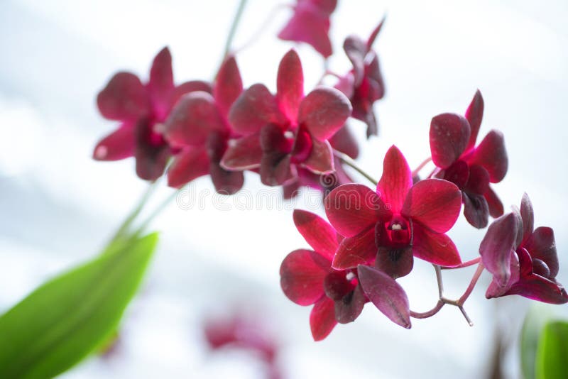 Dendrobium orchid stock image. Image of floral, bloom - 42911191