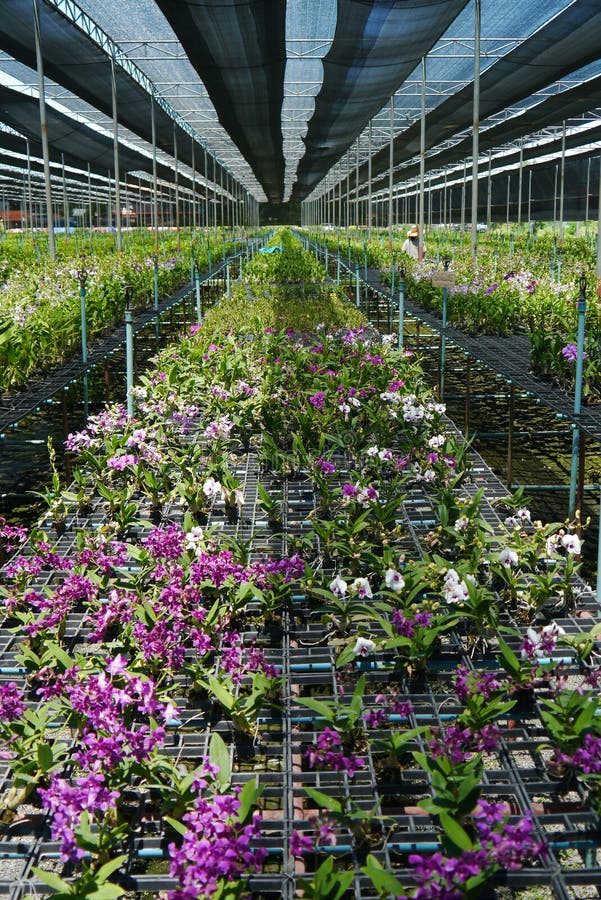 Dendrobium orchid farm. stock photo. Image of culture - 32015400