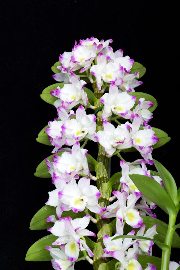 Dendrobium Orchid hybrids stock image. Image of orchid - 40019197