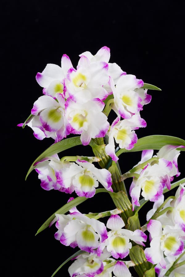 Dendrobium Nobile Violet Orchid in Front of Window Stock Photo - Image ...