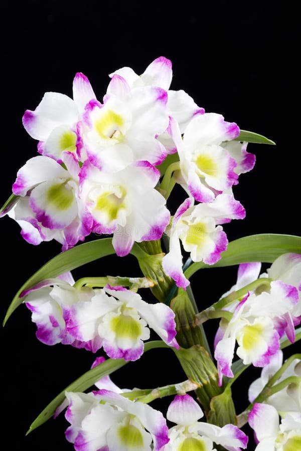 697 Dendrobium Orchid Hybrids Stock Photos - Free & Royalty-Free Stock Photos from Dreamstime