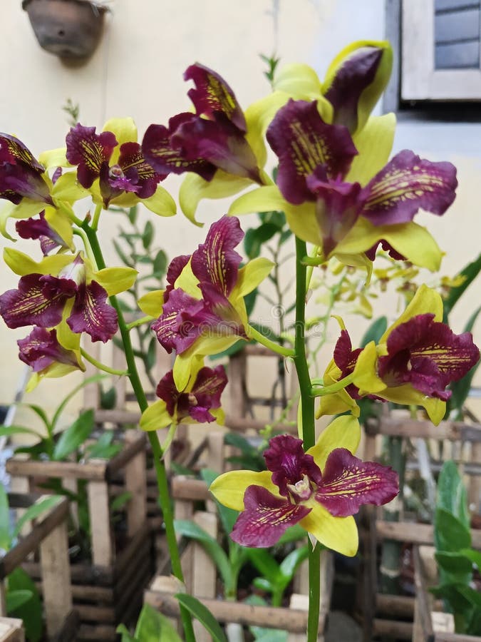 Dendrobium Orchid Hybrids is White and Pink Stripes Stock Photo - Image ...