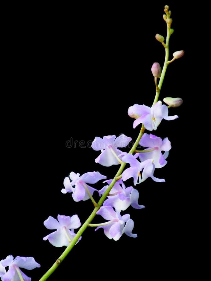 Dendrobium orchids stock image. Image of isolation, buds - 61989515