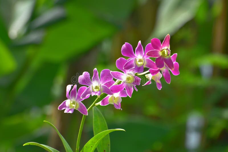 Dendrobium Orchids with Bright Flower Colors and Look Very Beautiful ...