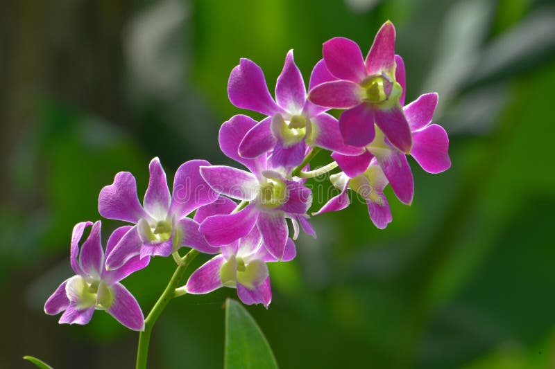 Dendrobium Orchids with Bright Flower Colors and Look Very Beautiful ...